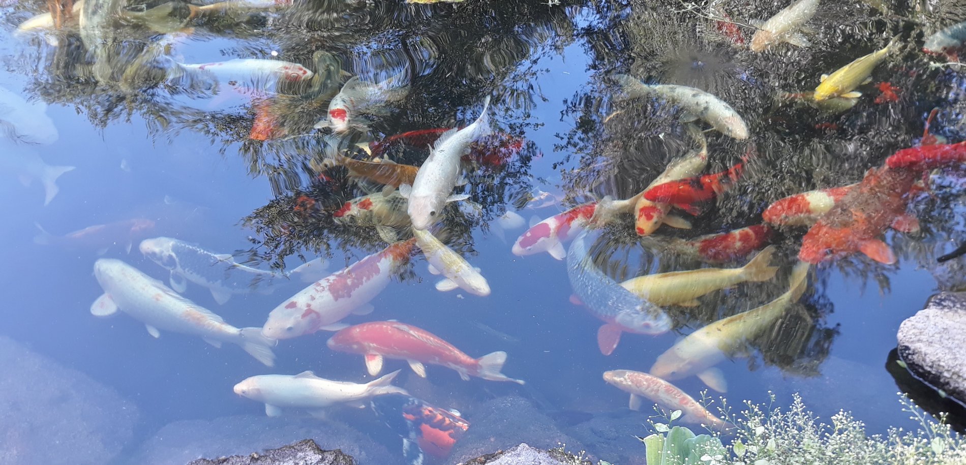 Services Koi City Inc Services Koi City Inc